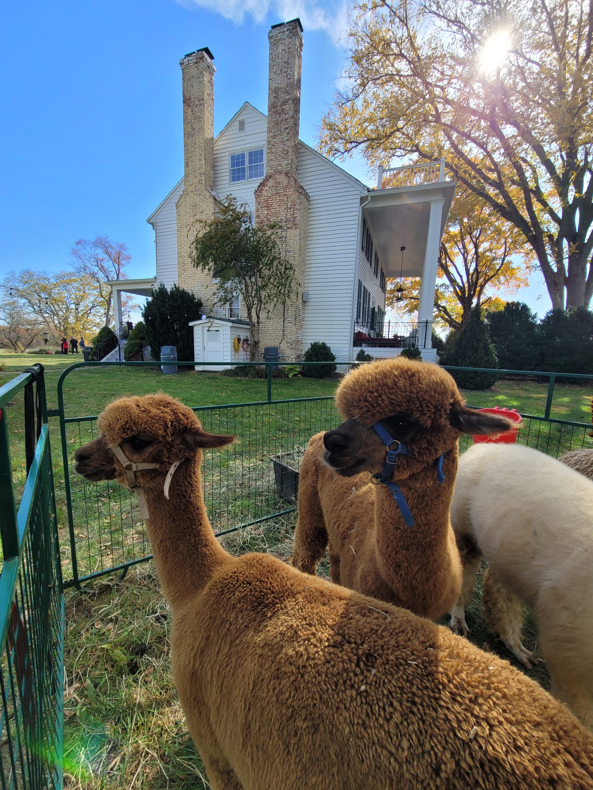 Alpaca Happy Hour - Effingham